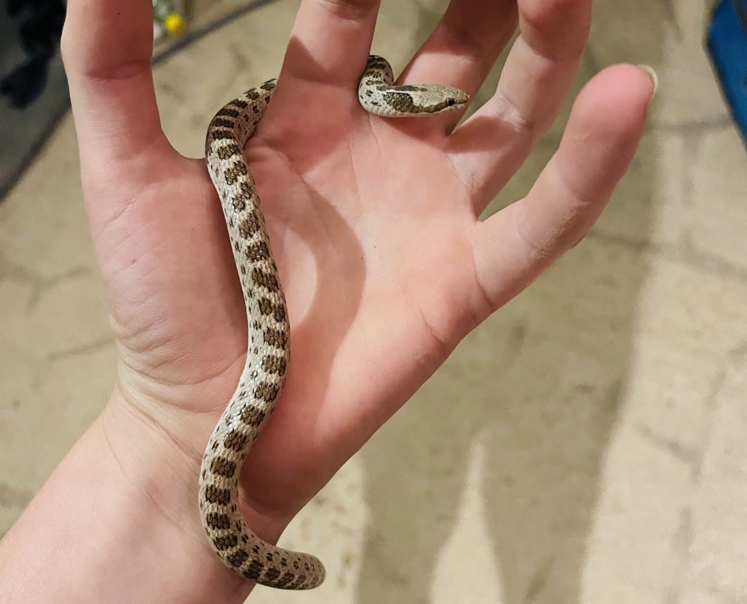 Night Snake – The Ventana View