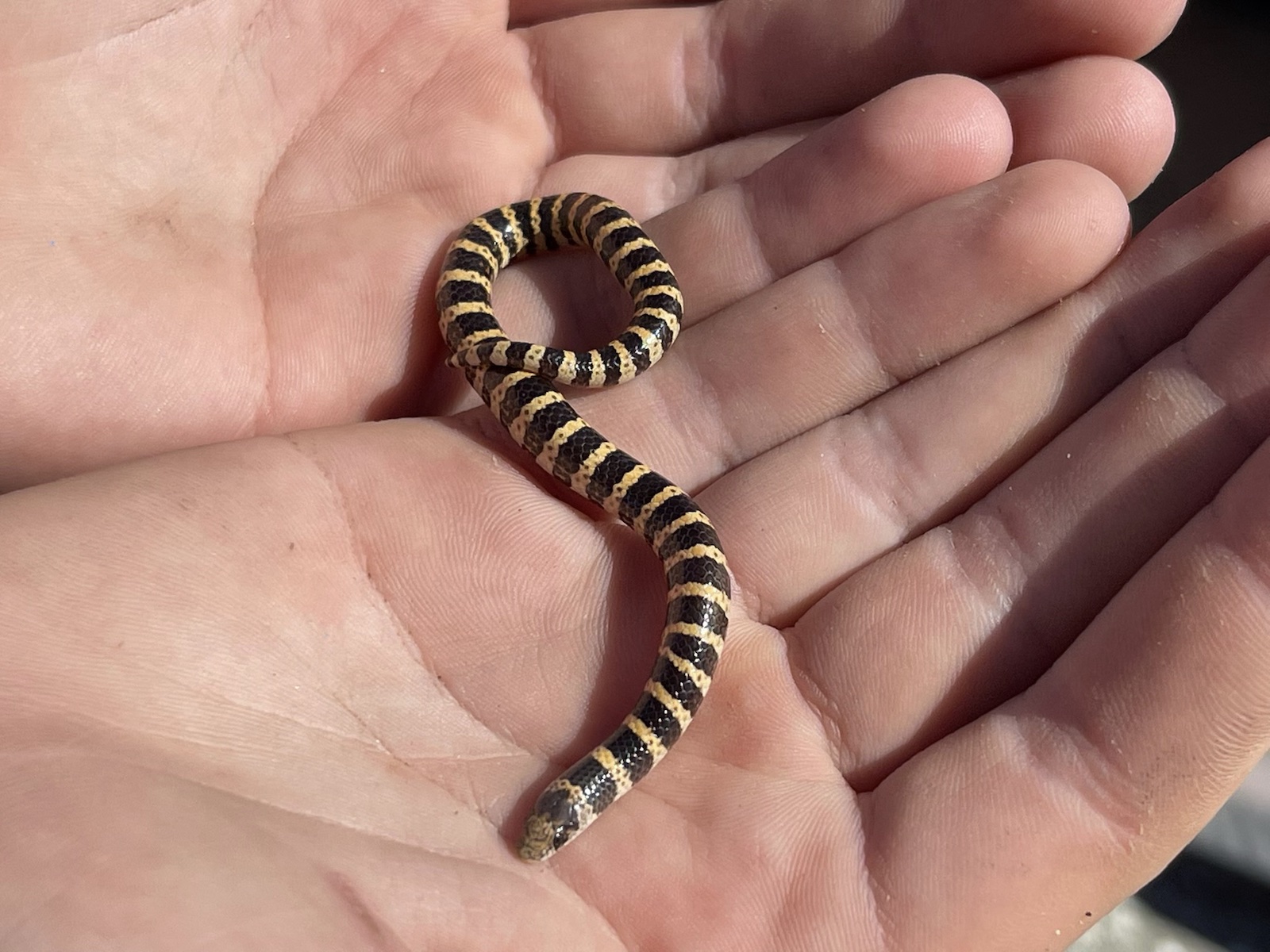 Sand Snake – The Ventana View