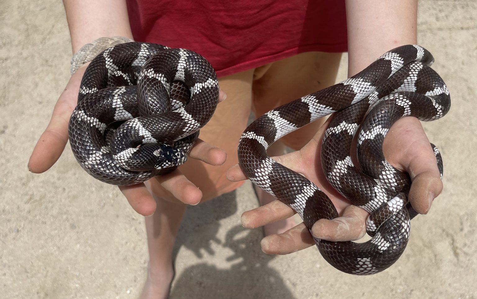 California King Snake – The Ventana View