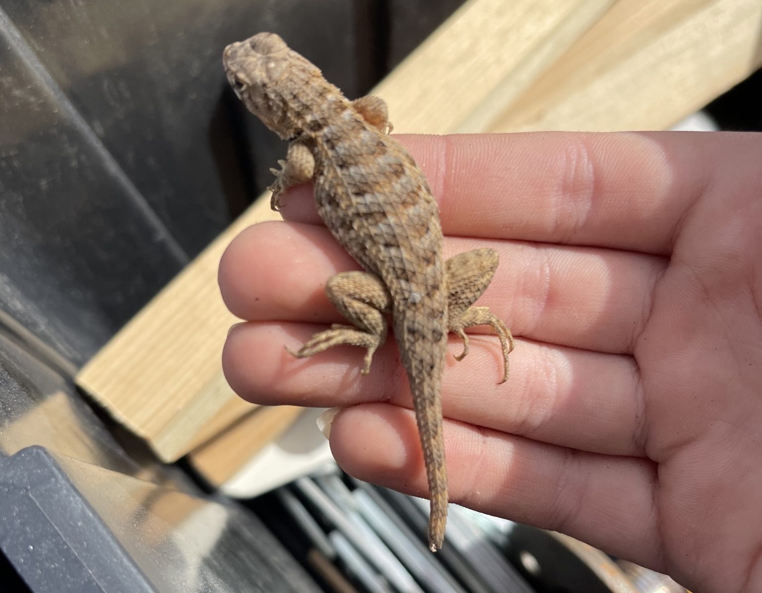 Baja California Spiny Lizard – The Ventana View