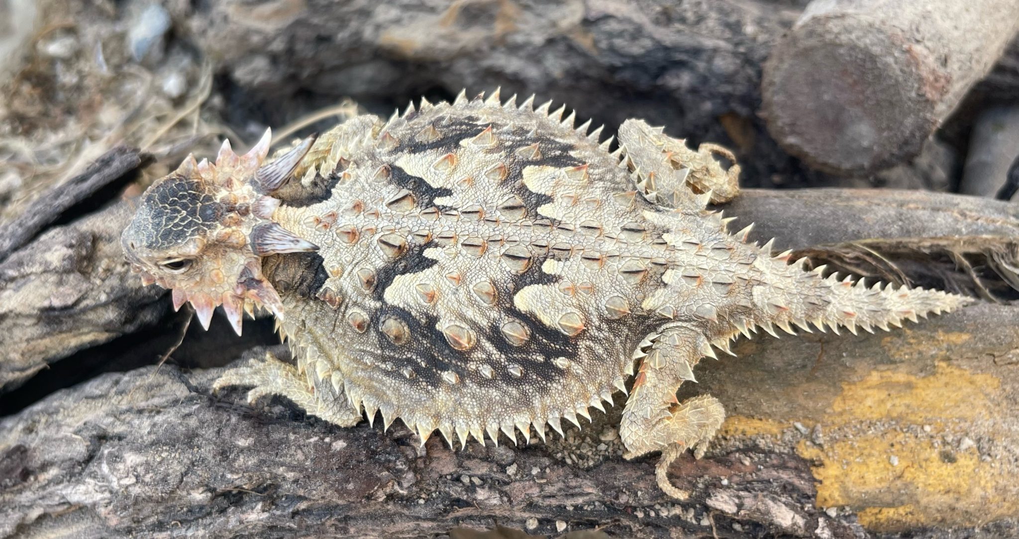 Coast Horned Lizard – The Ventana View