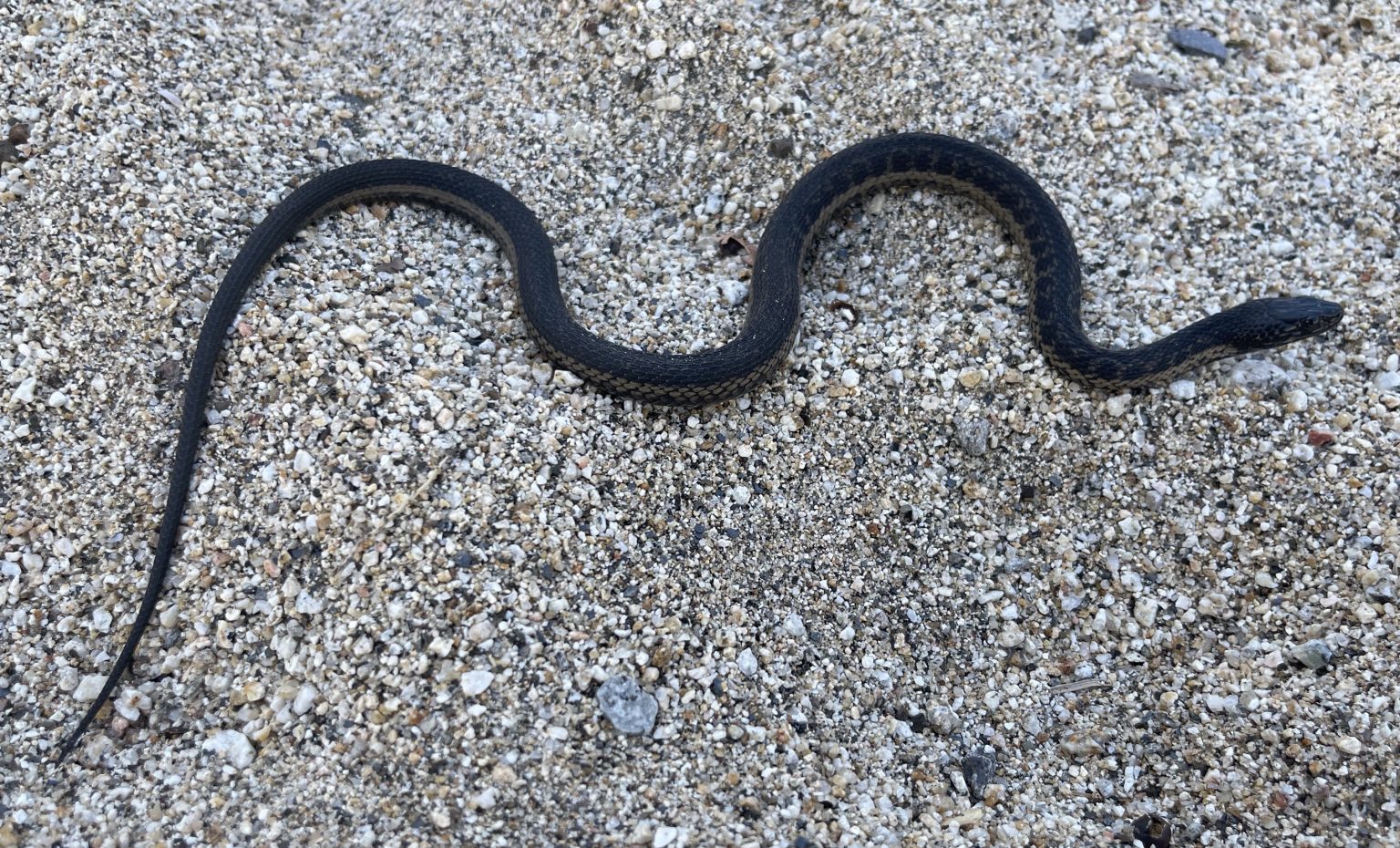 Cape Garder Snake – The Ventana View