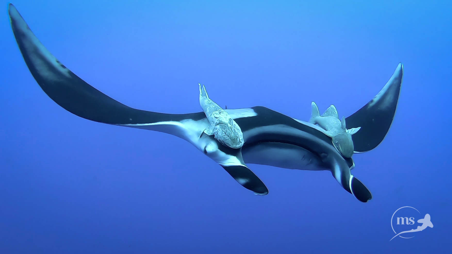 Manta Rays – The Ventana View