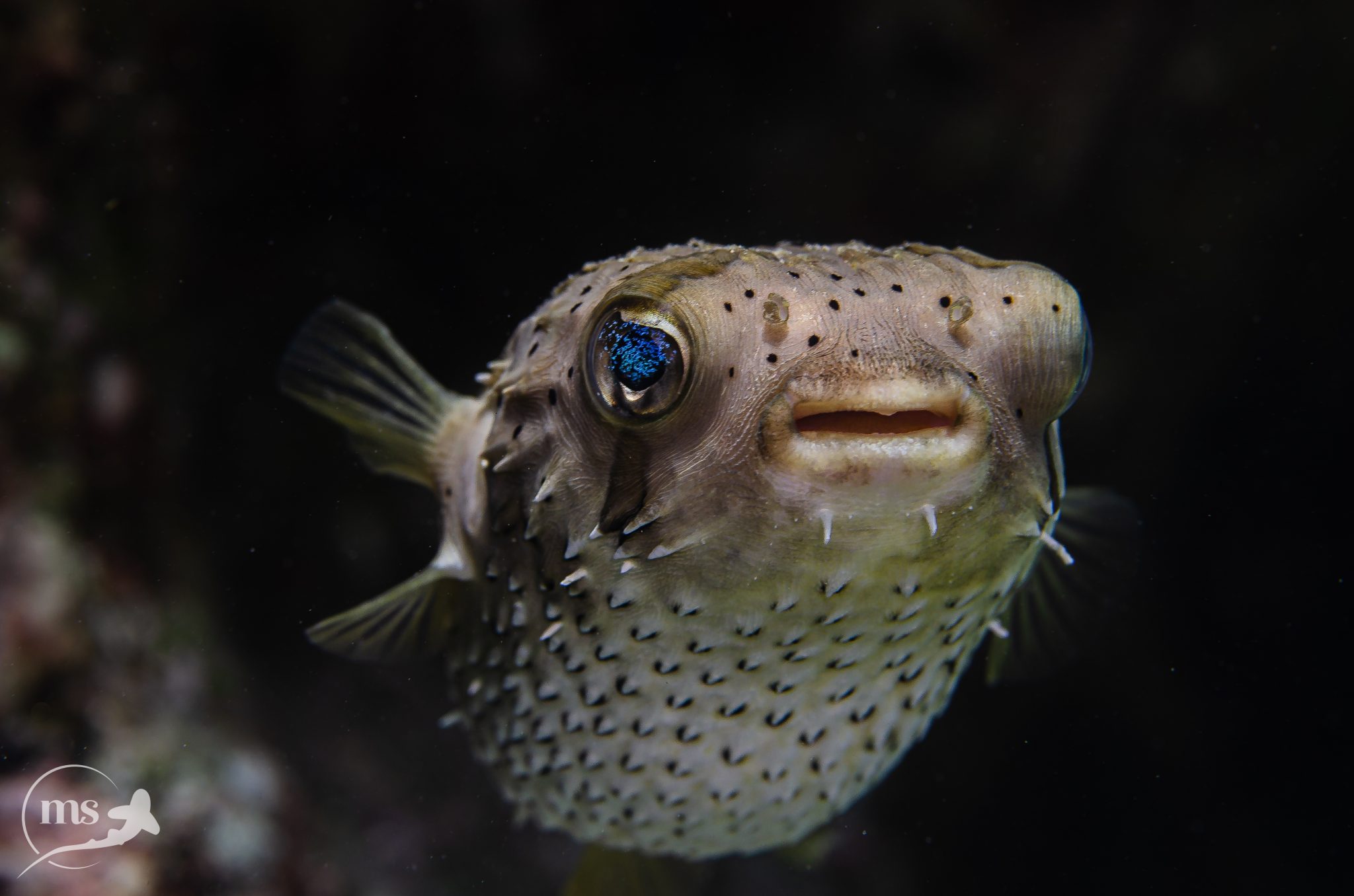 Long-spine Porcupinefish – The Ventana View