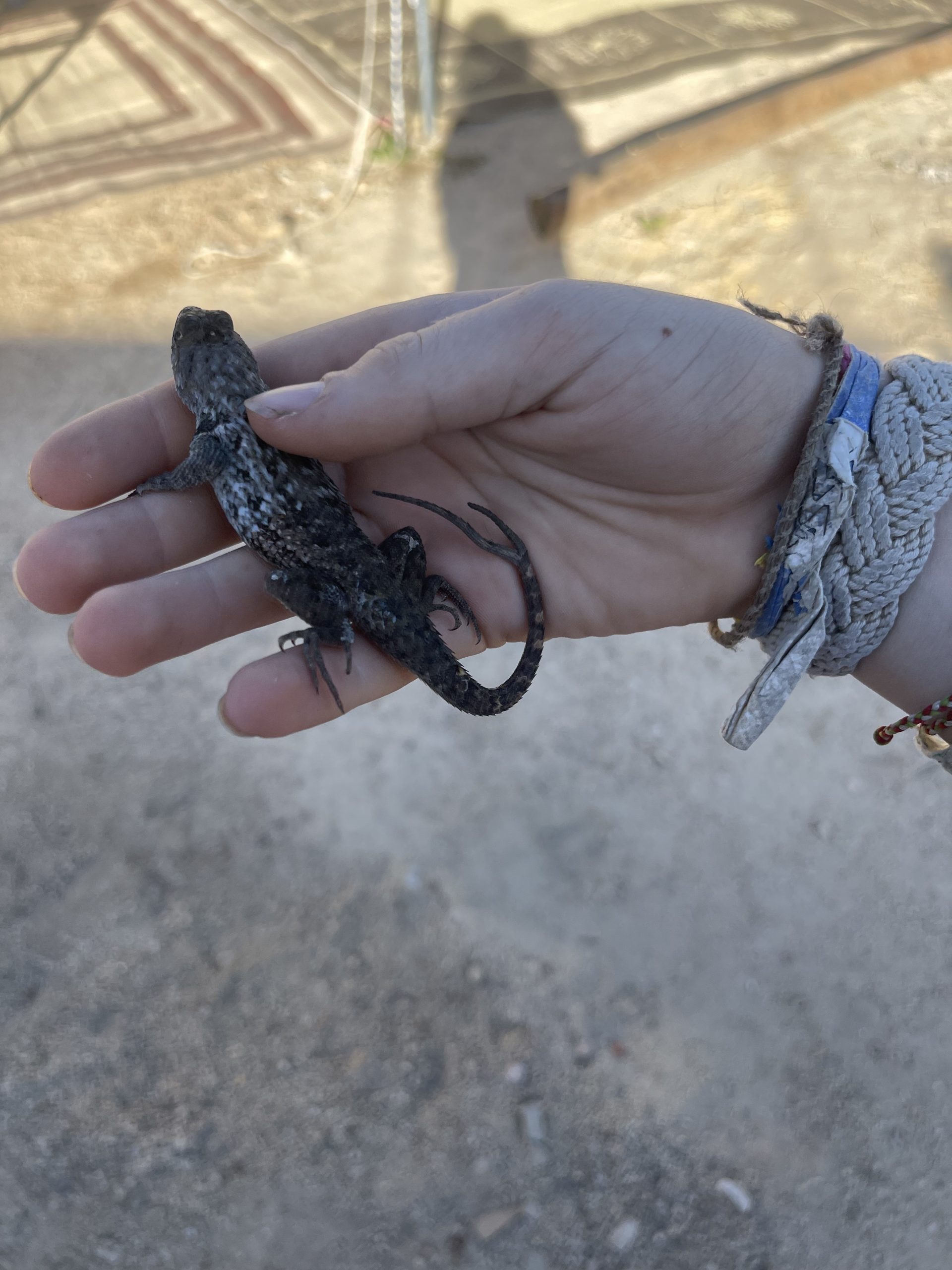 Two Tailed Lizard! – The Ventana View