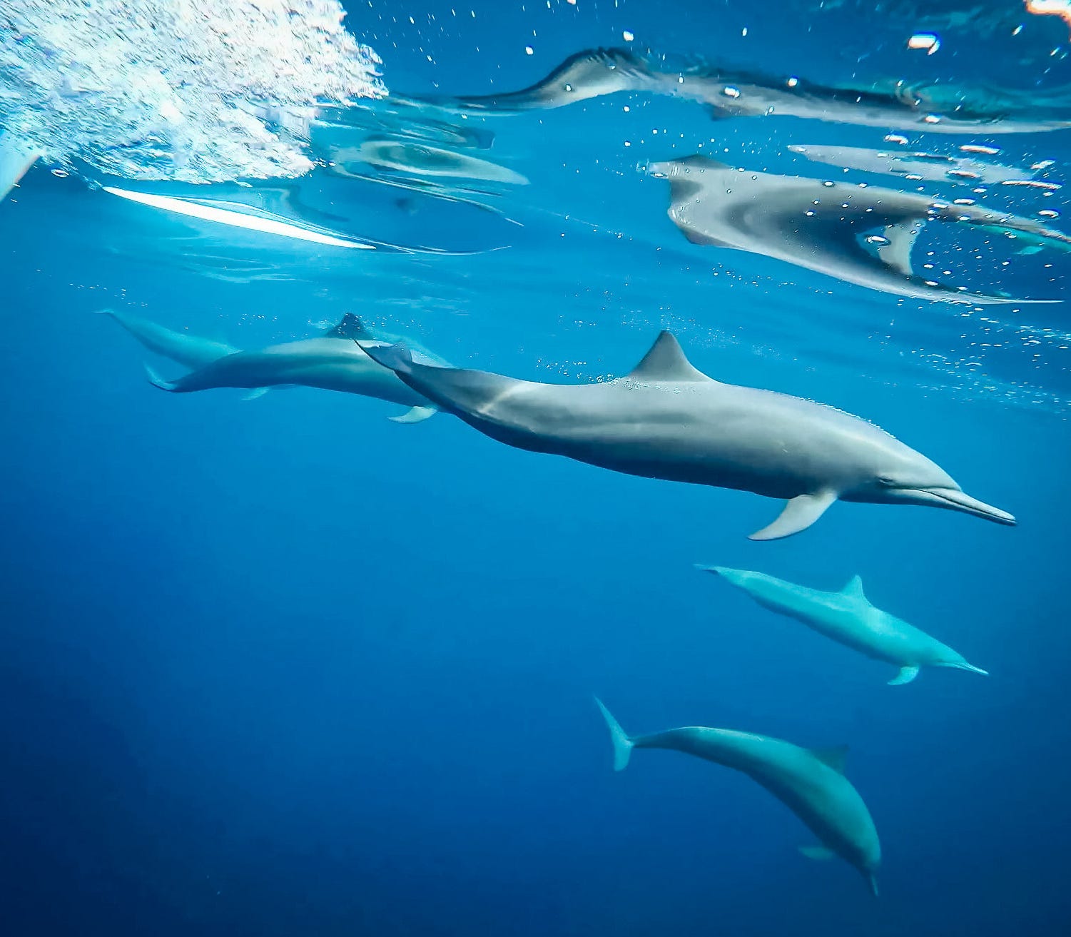 Spinner Dolphins – The Ventana View