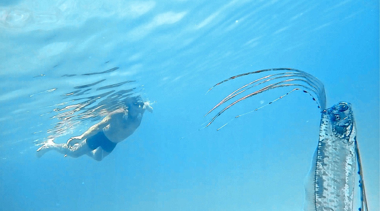 Swimming with Oarfish – The Ventana View