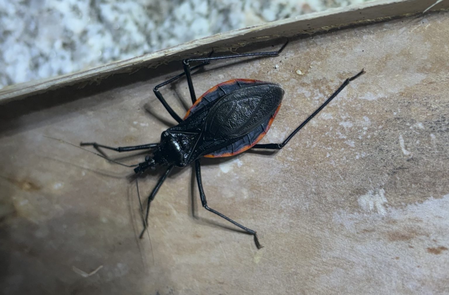 Kissing Bugs – The Ventana View