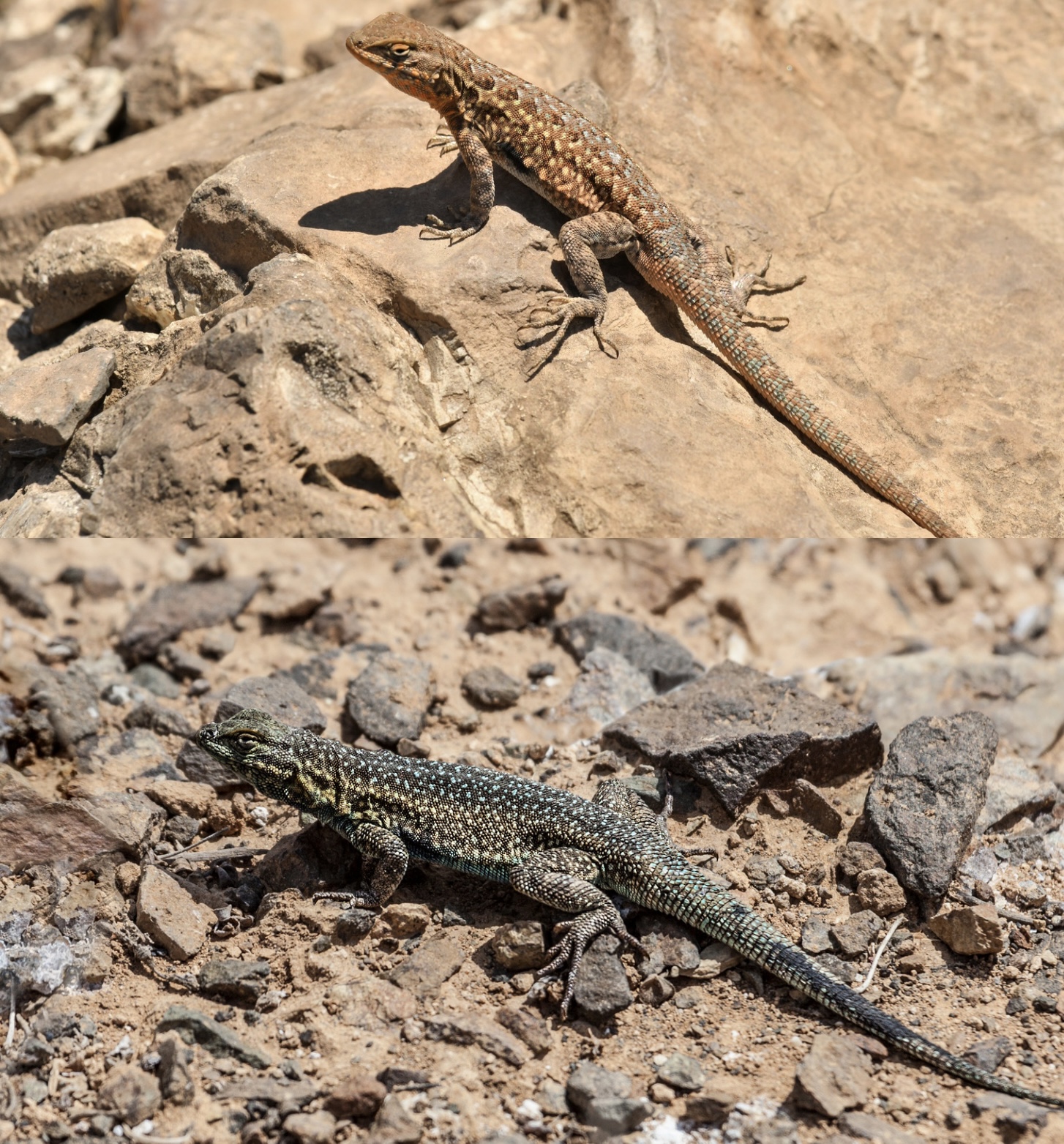 Side-blotched Lizards – The Ventana View