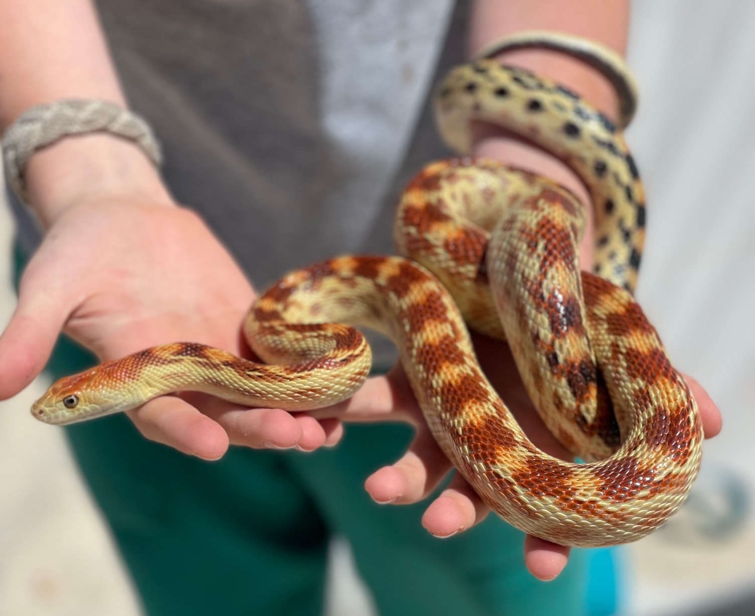 Snake Breeding Season – The Ventana View